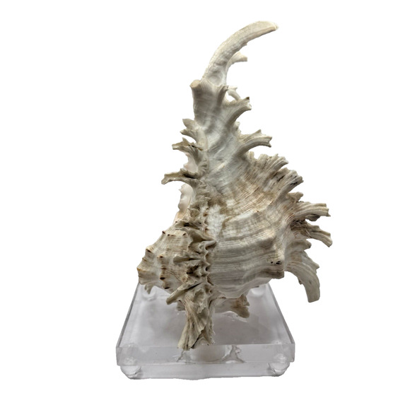 Accents | Large Natural Conch Sea Shell White Murex Ramosus On Base 8x6 ...